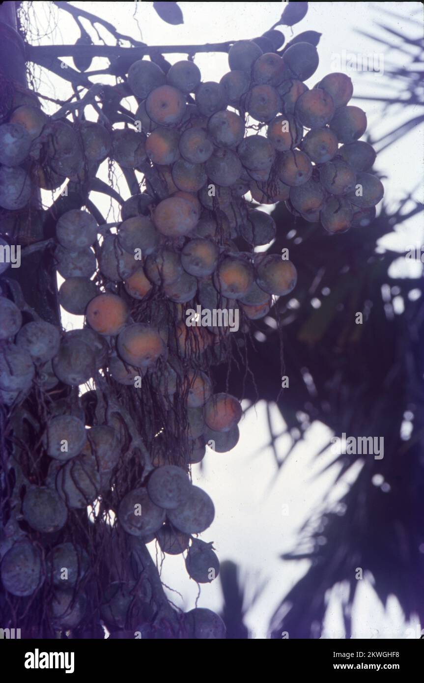 The areca nut is the fruit of the areca palm, which grows in much of ...