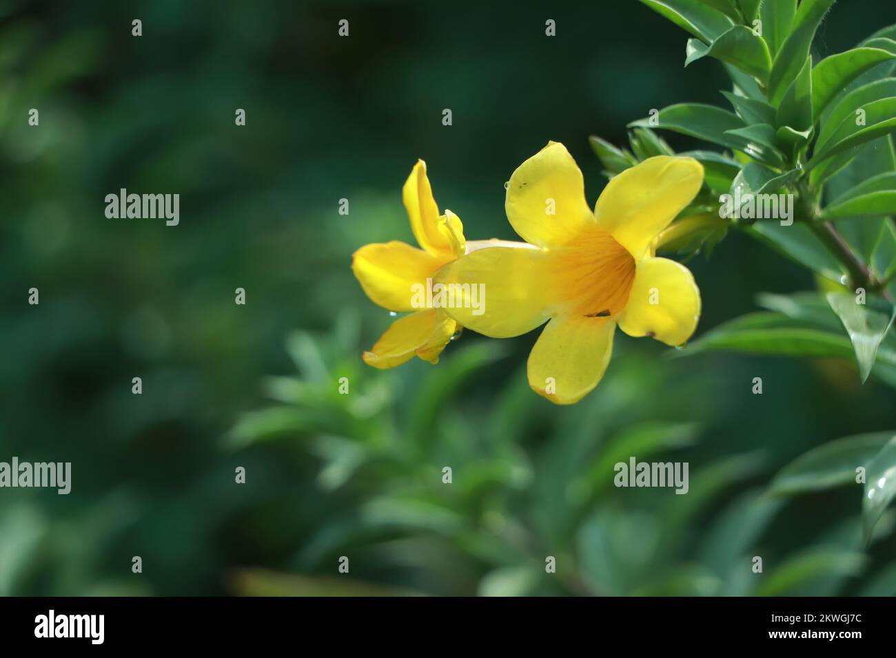 Fresh yellow flowers background of Allamanda, Common allamanda, Golden ...