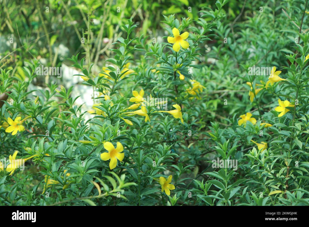 Fresh yellow flowers background of Allamanda, Common allamanda, Golden ...