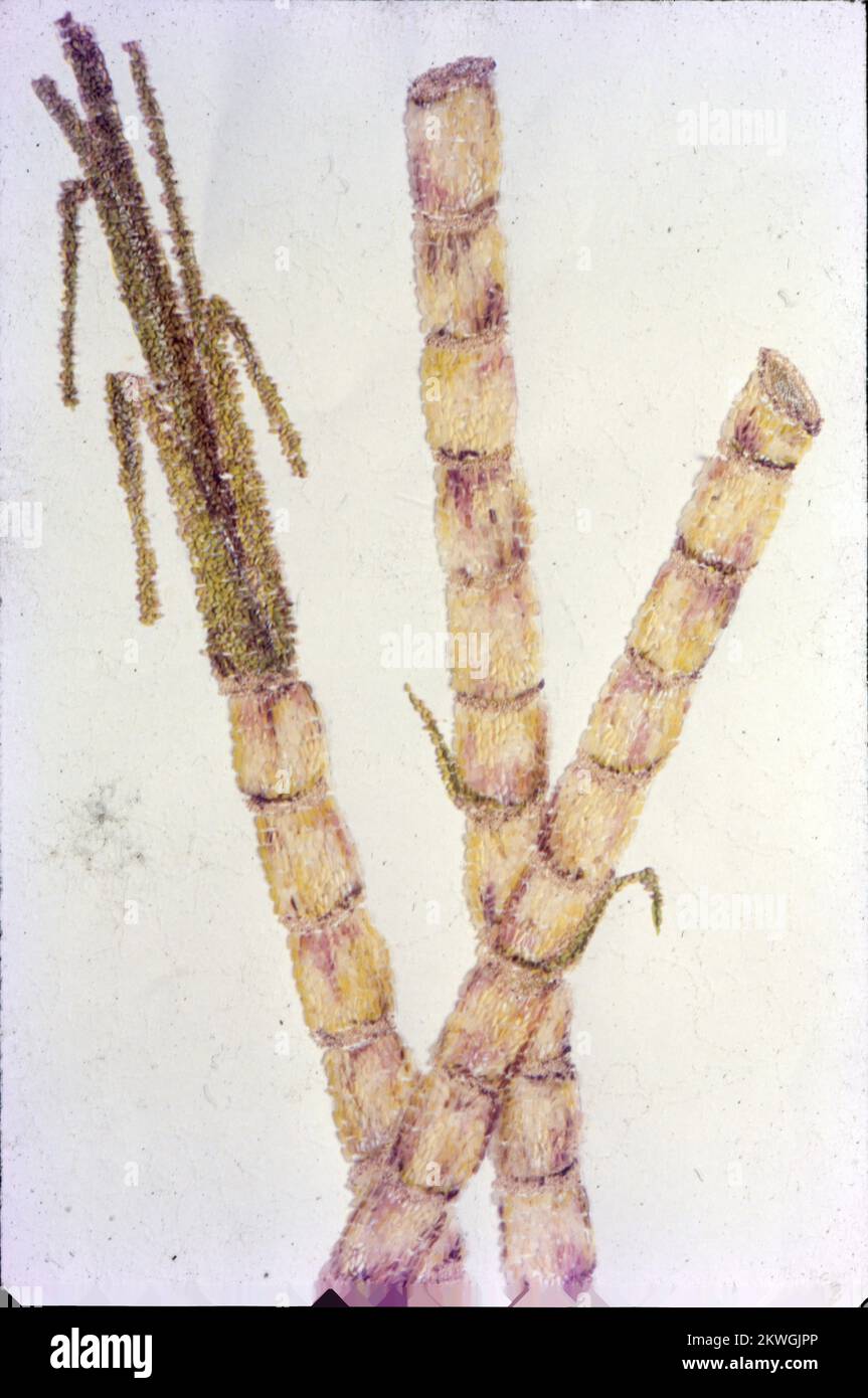 Jointed stout fibrous stalks hi-res stock photography and images - Alamy