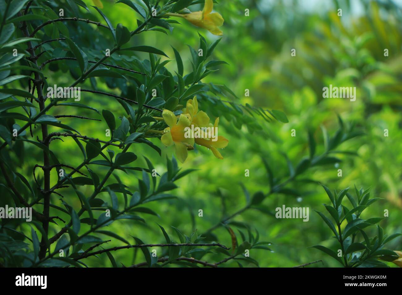 Colorful yellow flowers of Allamanda, Common allamanda, Golden trumpet ...