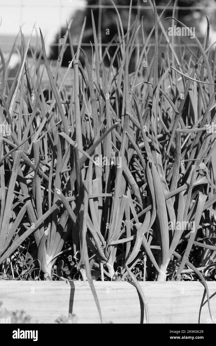 Fresh onion plants growing in the sunny vegetable garden in a black and ...
