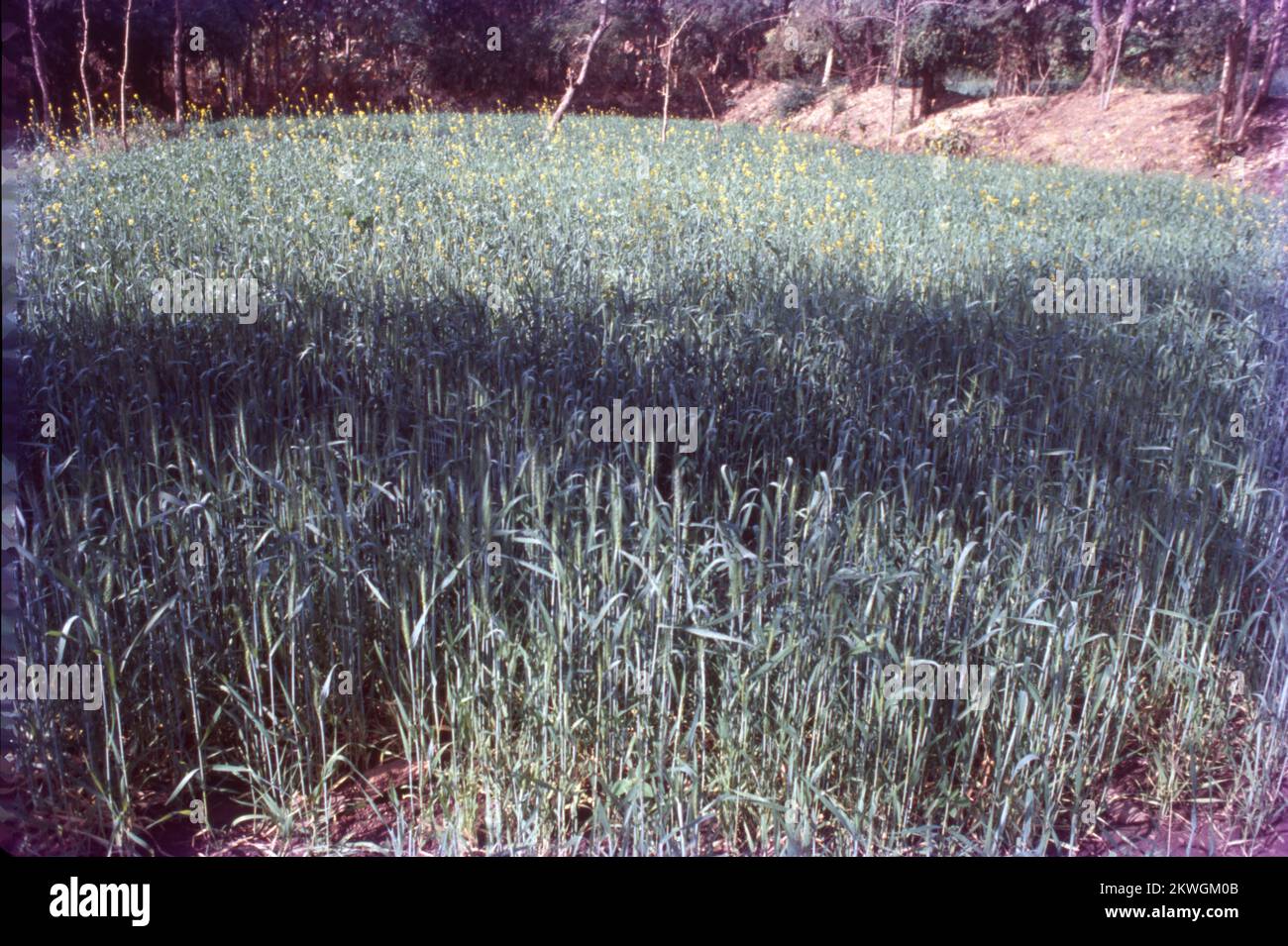 Green gram also known as moong is one of the main pulse crop of India ...