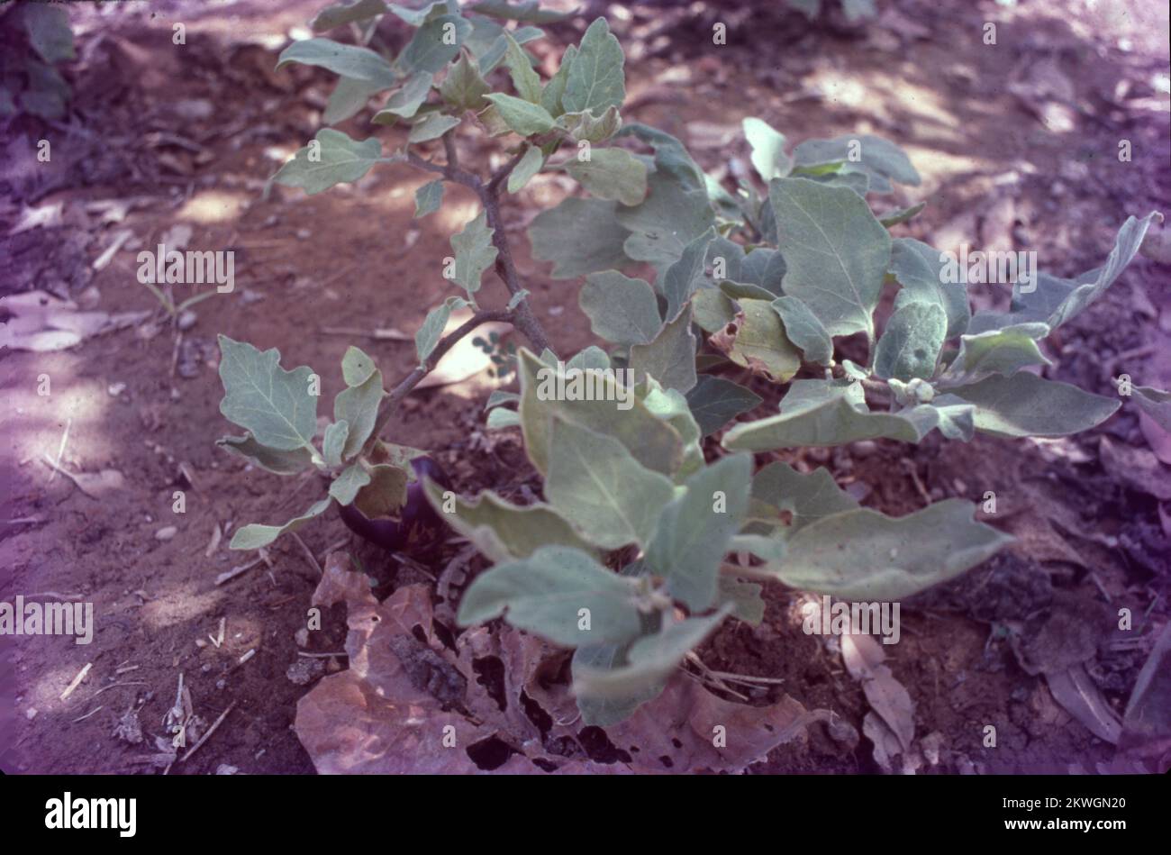 Berry by botanical definition hi-res stock photography and images - Alamy