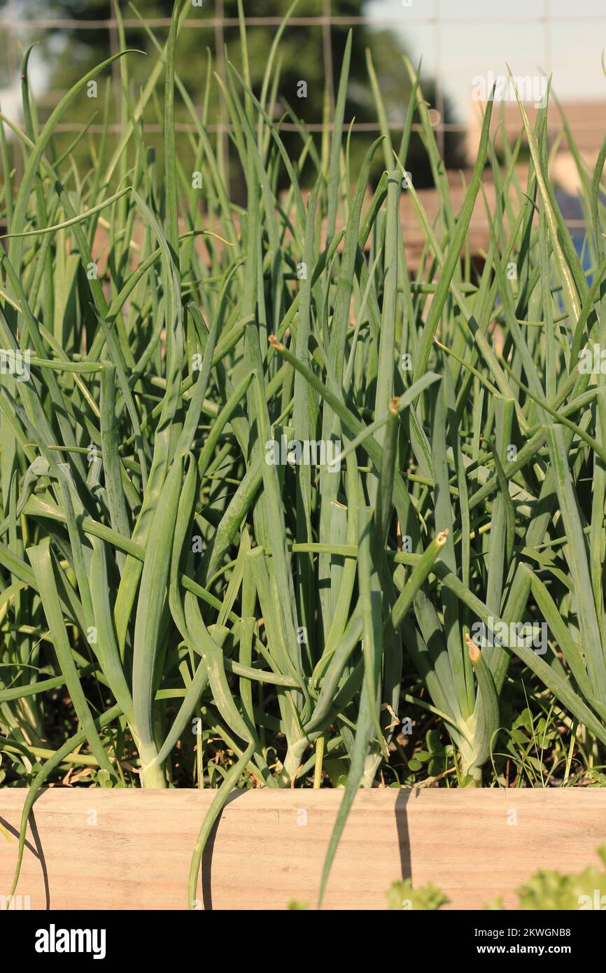 Fresh onion plants growing in the sunny vegetable garden Stock Photo ...