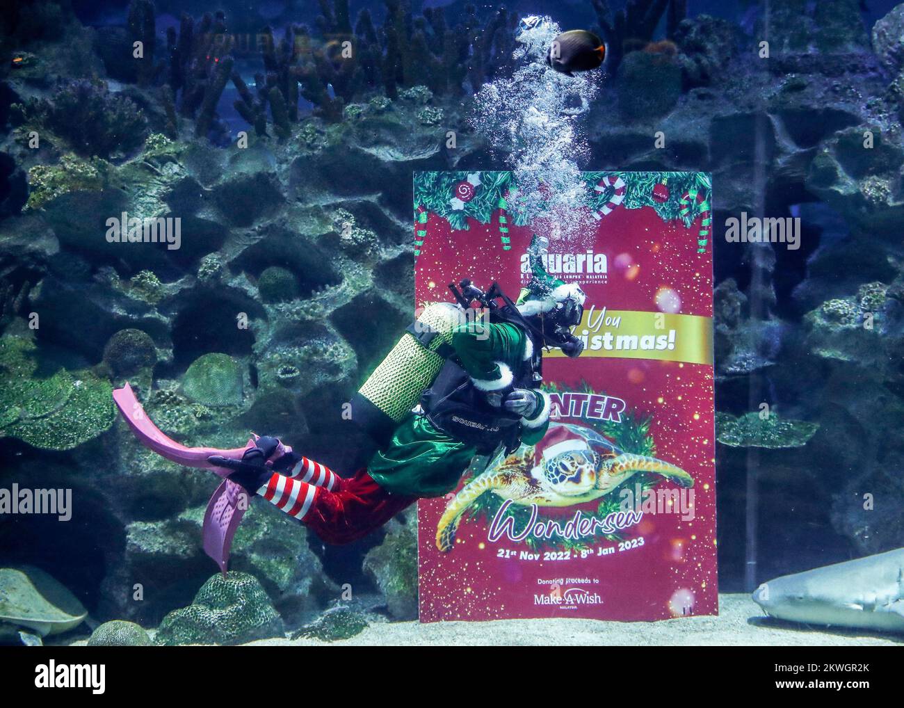 Kuala Lumpur, Malaysia. 30th Nov, 2022. A diver dressed as Elf performs ...