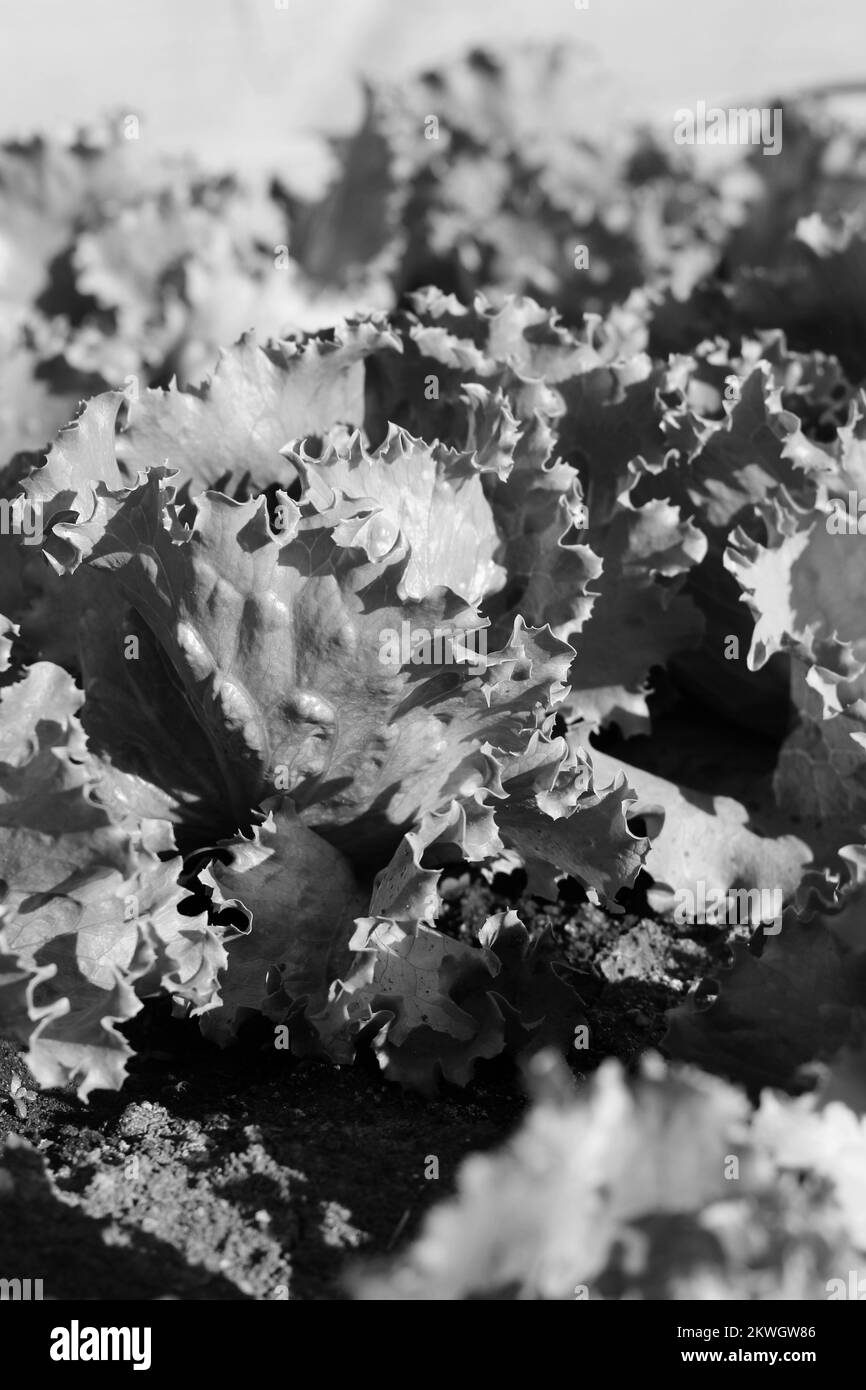Fresh lettuce growing in the morning vegetable garden in a black and ...