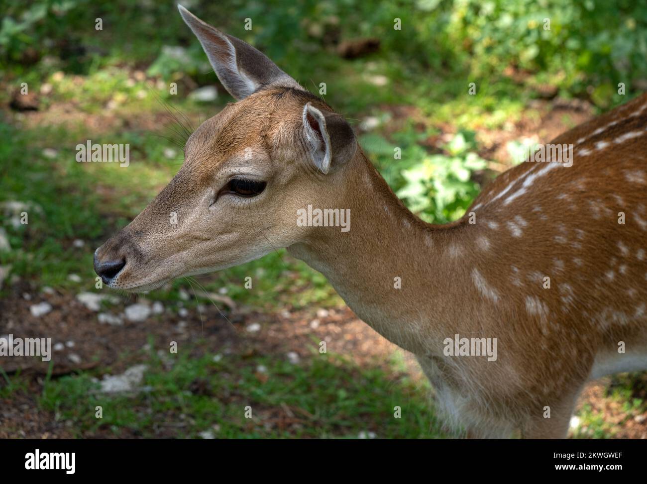 Close up deer eye ear hi-res stock photography and images - Alamy