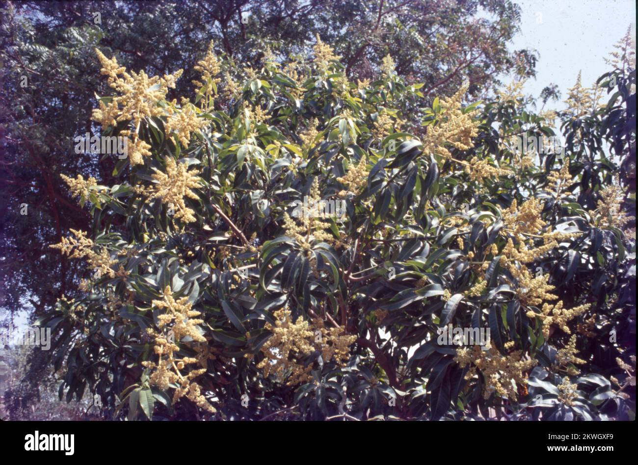 Big tree full of mango flowers hi-res stock photography and images - Alamy