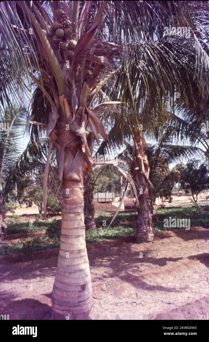 A coconut is the edible fruit of the coconut palm (Cocos nucifera), a ...