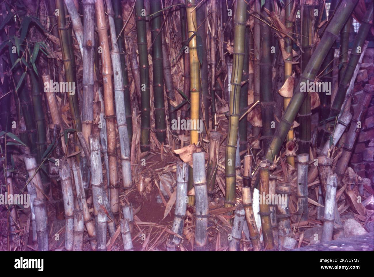 Bamboos are a diverse group of evergreen perennial flowering plants ...