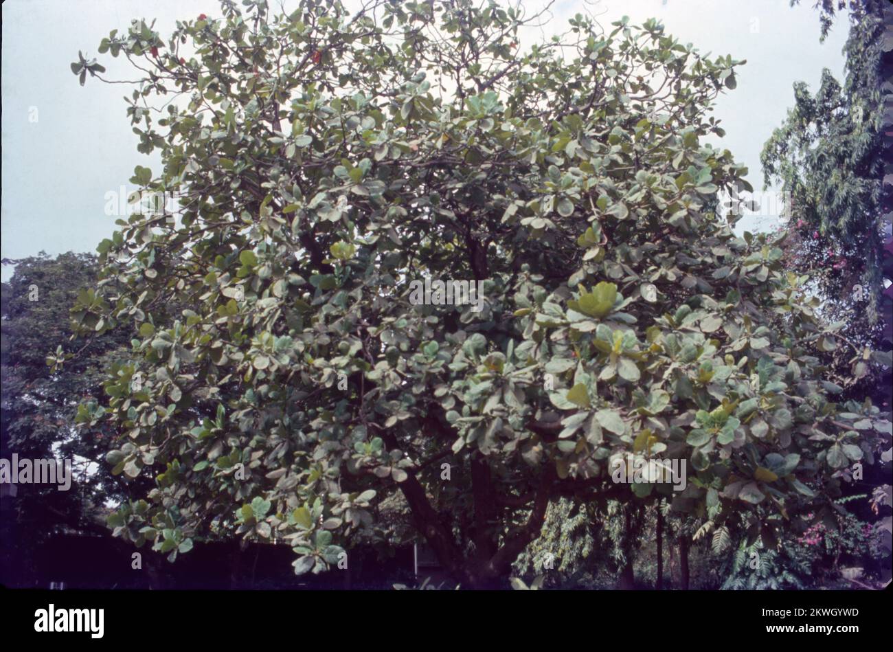 The almond is a species of tree native to Iran and surrounding ...