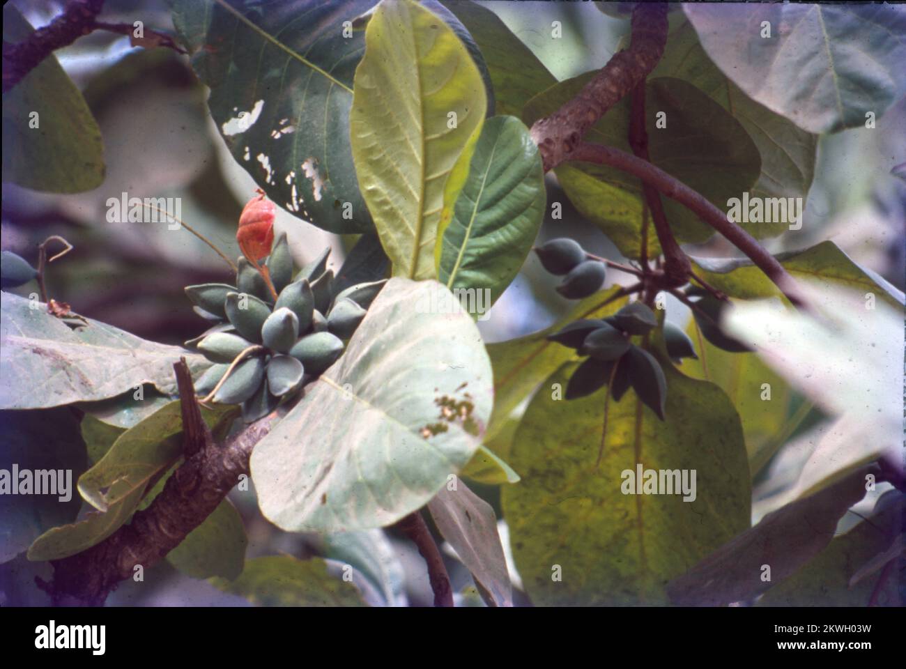 The almond is a species of tree native to Iran and surrounding ...