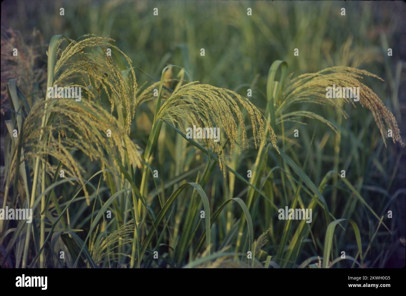 Corn and maize are both terms that reference the same cereal grain ...