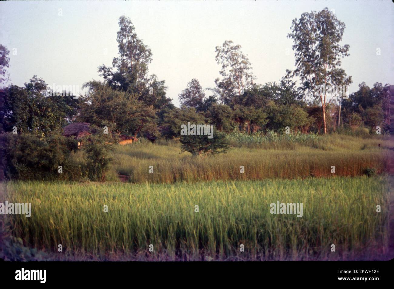 Oryza sativa, commonly known as Asian rice or indica rice, is the plant ...