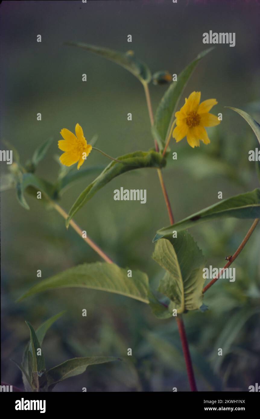 Closeup of tur crop hi-res stock photography and images - Alamy