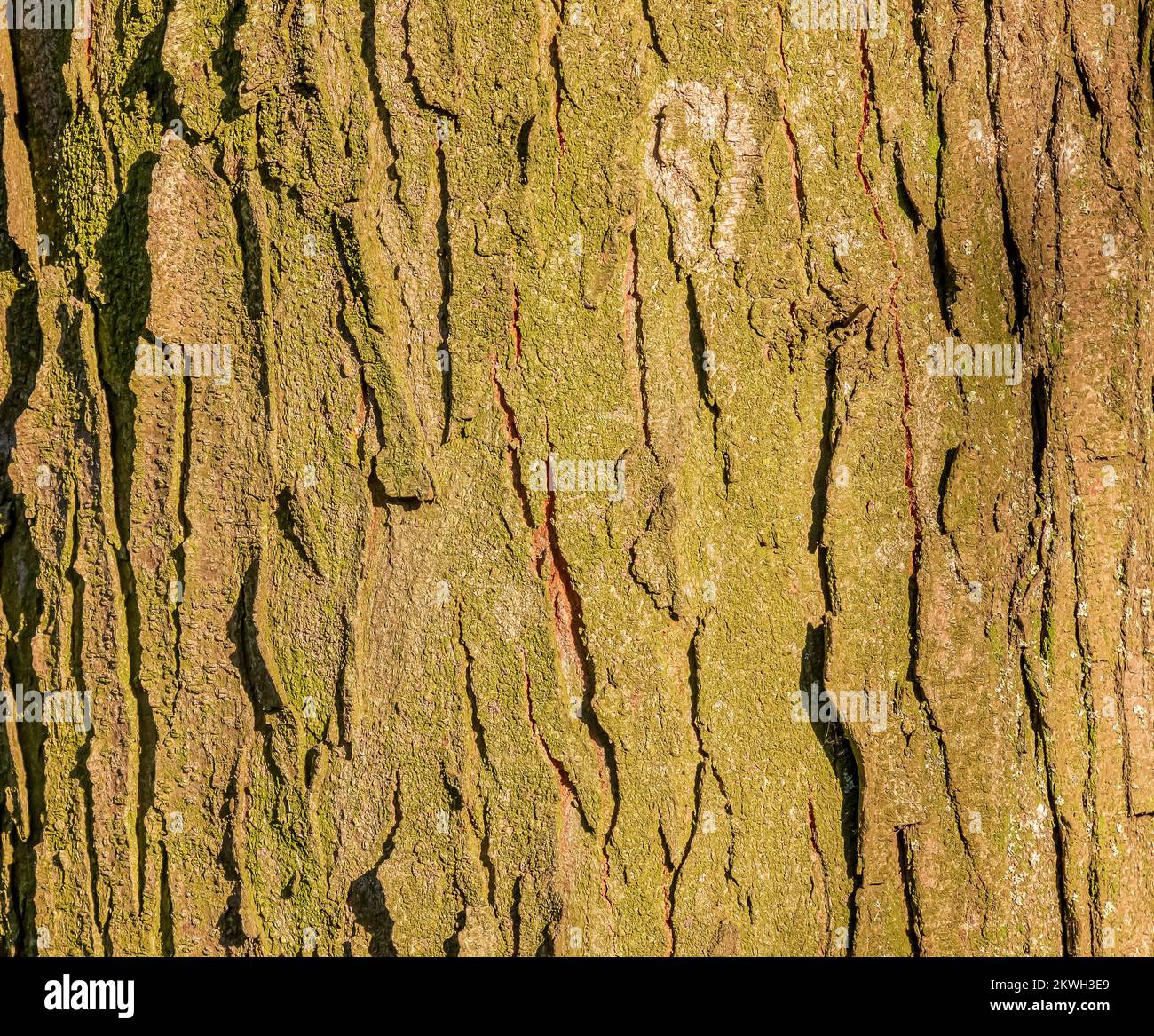 Background, texture of brown acacia bark, close-up with a beautiful ...