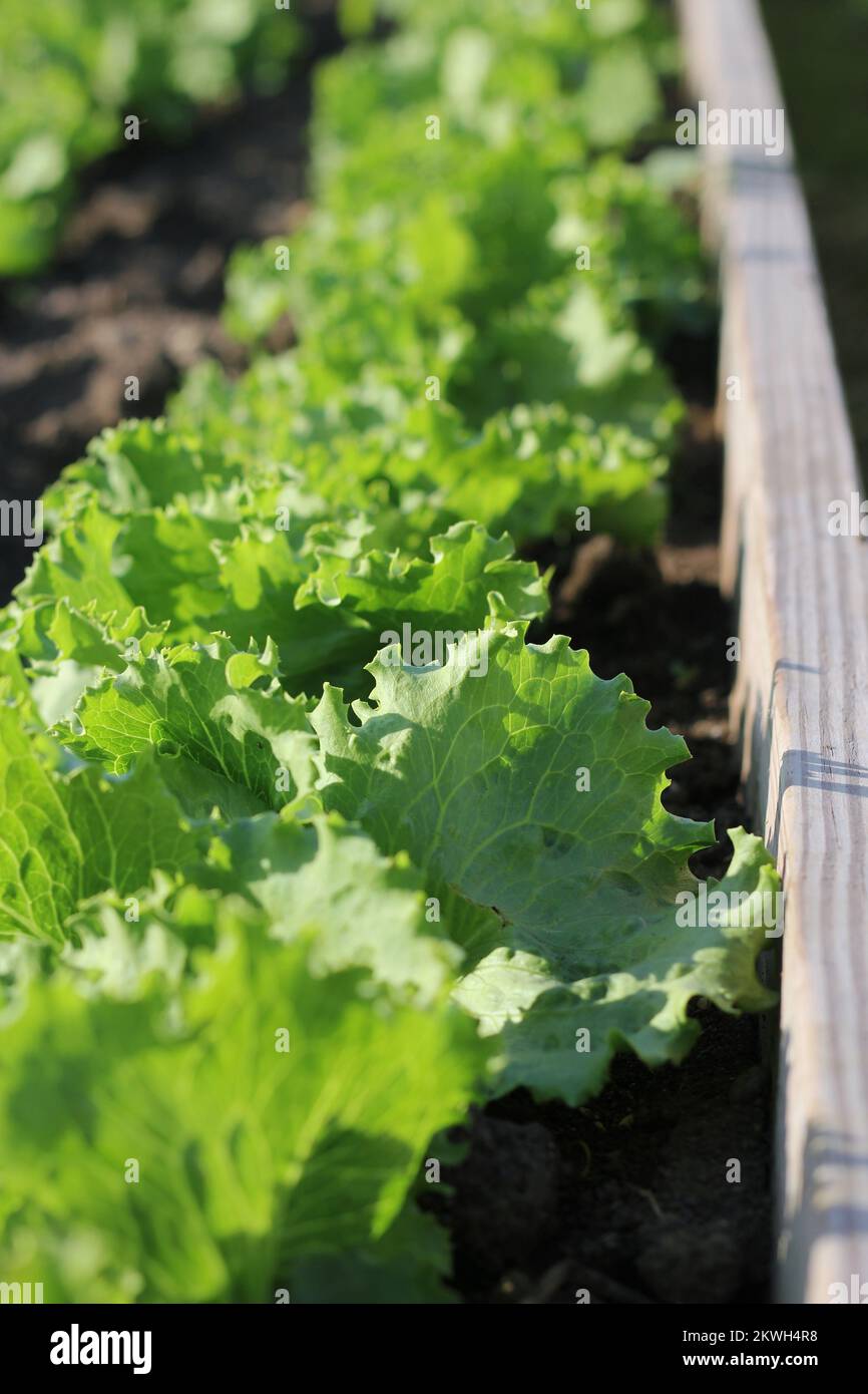 Fresh green lettuce growing in the morning vegetable garden Stock Photo ...