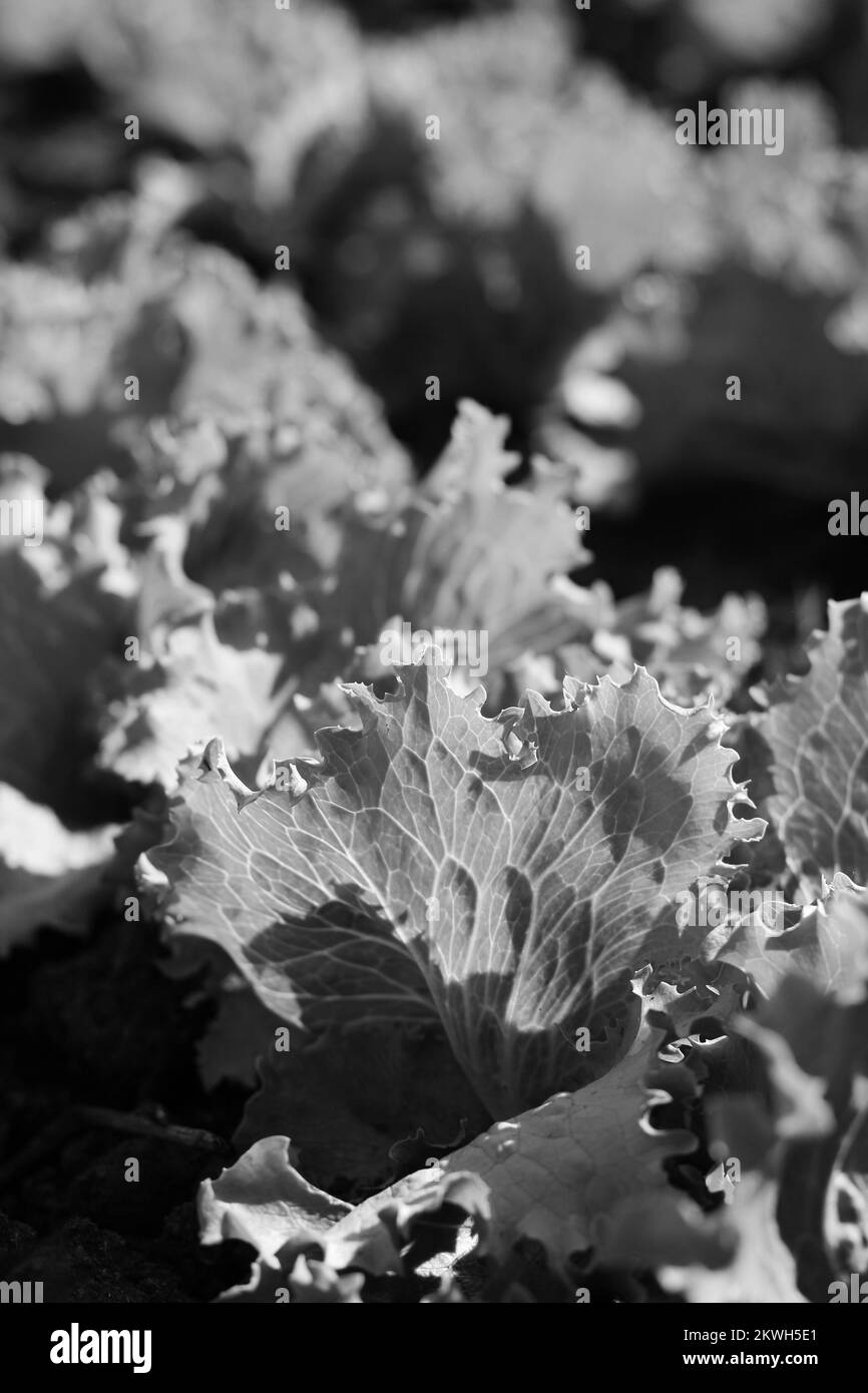 Fresh lettuce growing in the morning vegetable garden in a black and ...