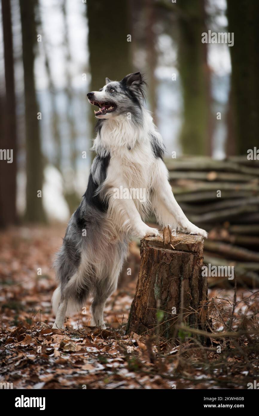 Border collie standing with the front paws on a tree stump Stock Photo ...