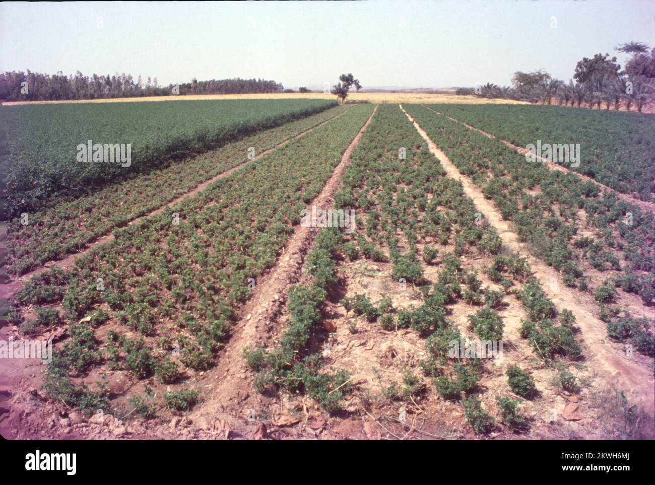 Huge groundnut field hi-res stock photography and images - Alamy