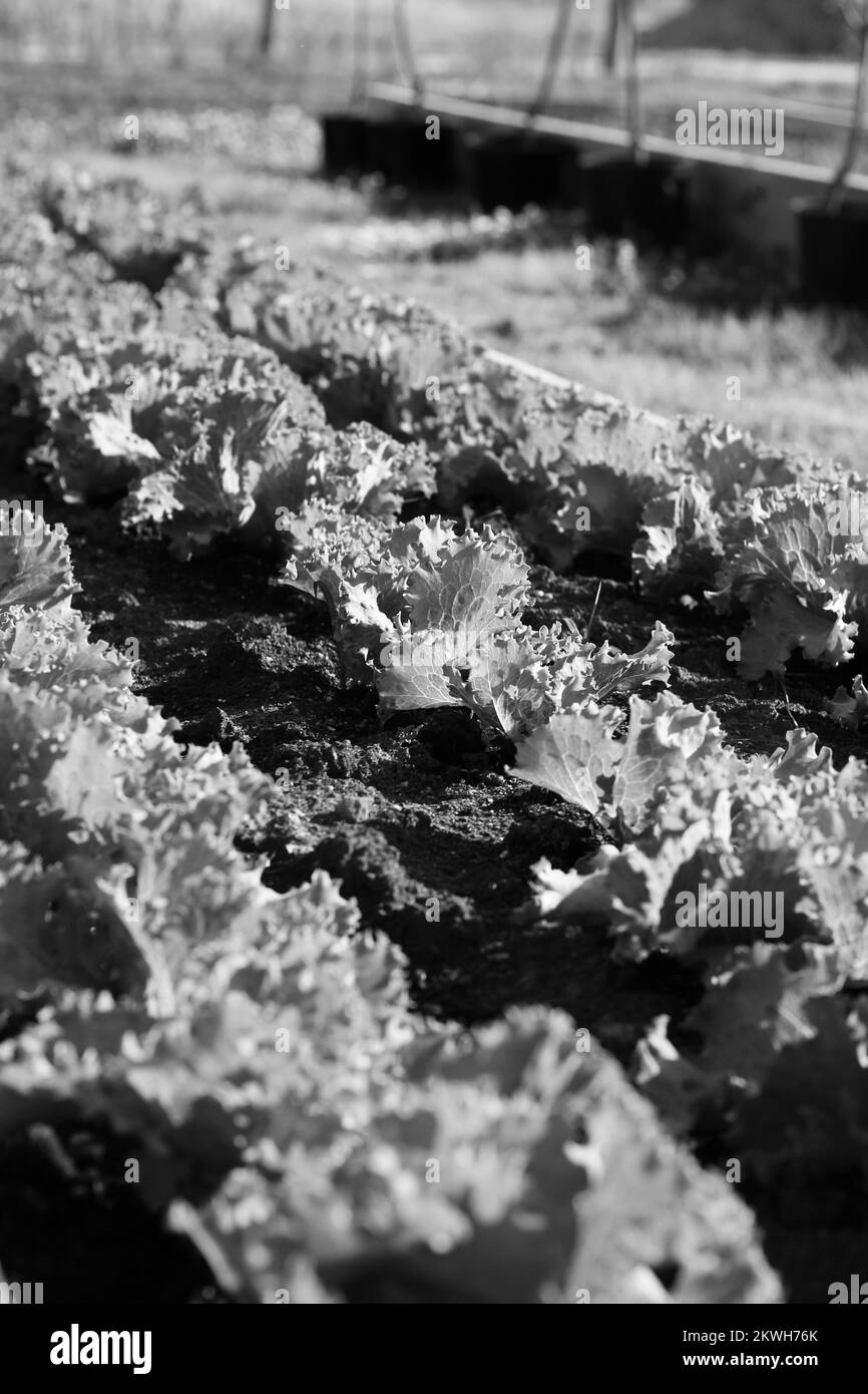 Fresh lettuce growing in the morning vegetable garden in a black and ...