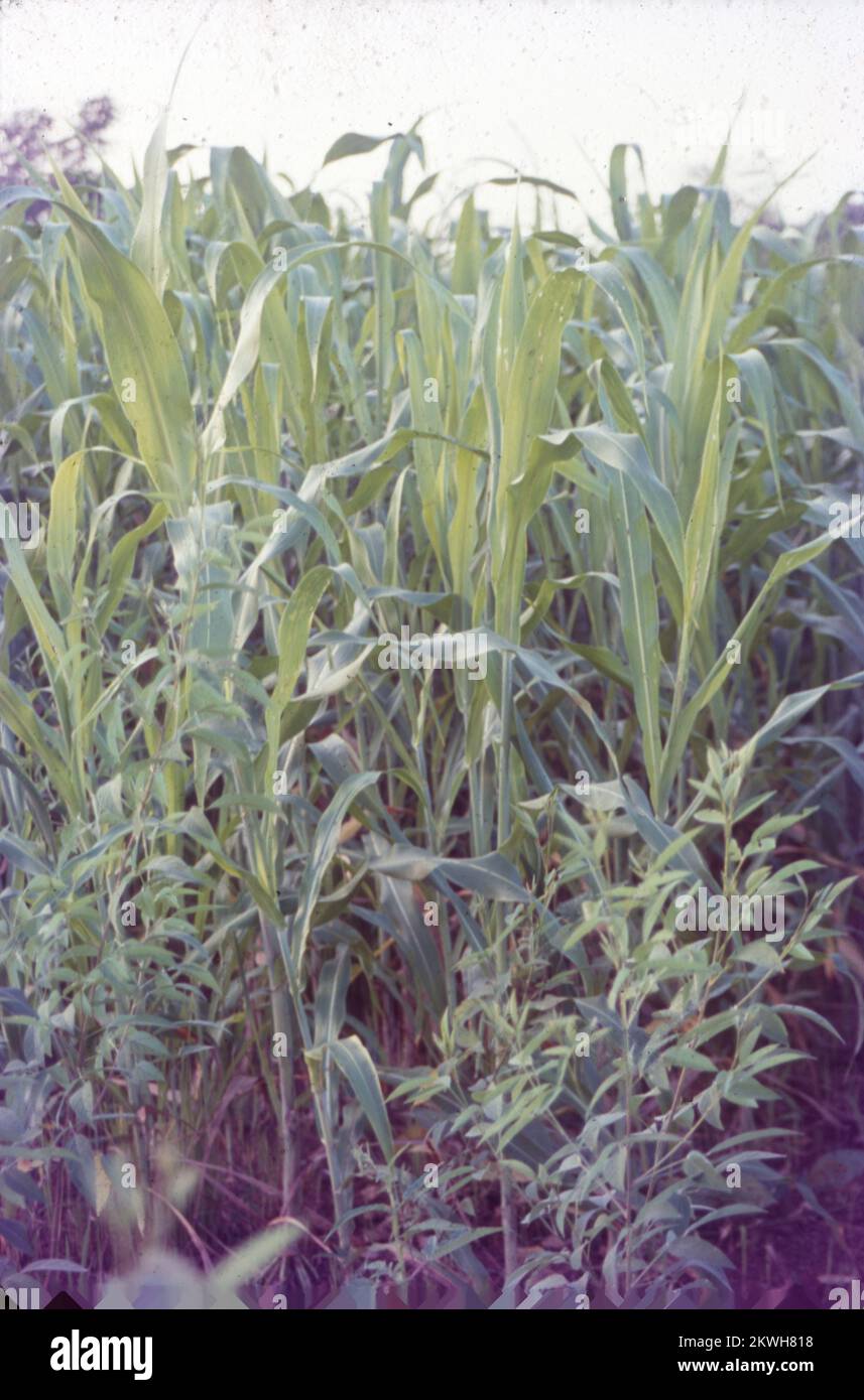 Jowar is commonly called by various names across India- jwaarie, jowar ...