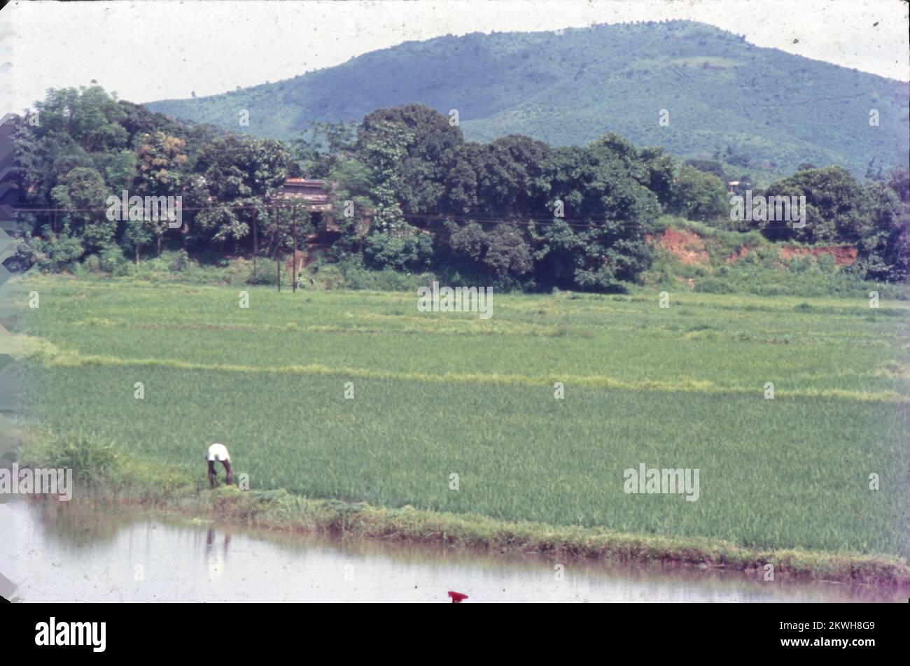 Oryza sativa, commonly known as Asian rice or indica rice, is the plant ...