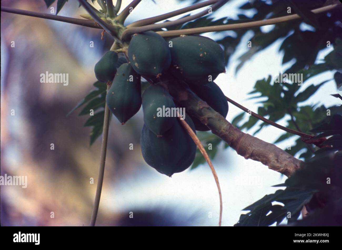Papayas grow in tropical climates and are also known as papaws or ...