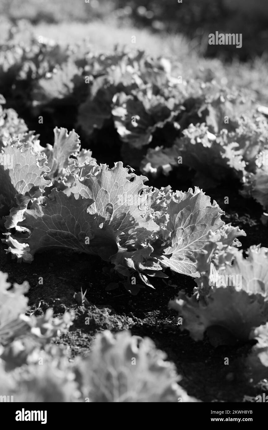 Fresh lettuce growing in the morning vegetable garden in a black and ...