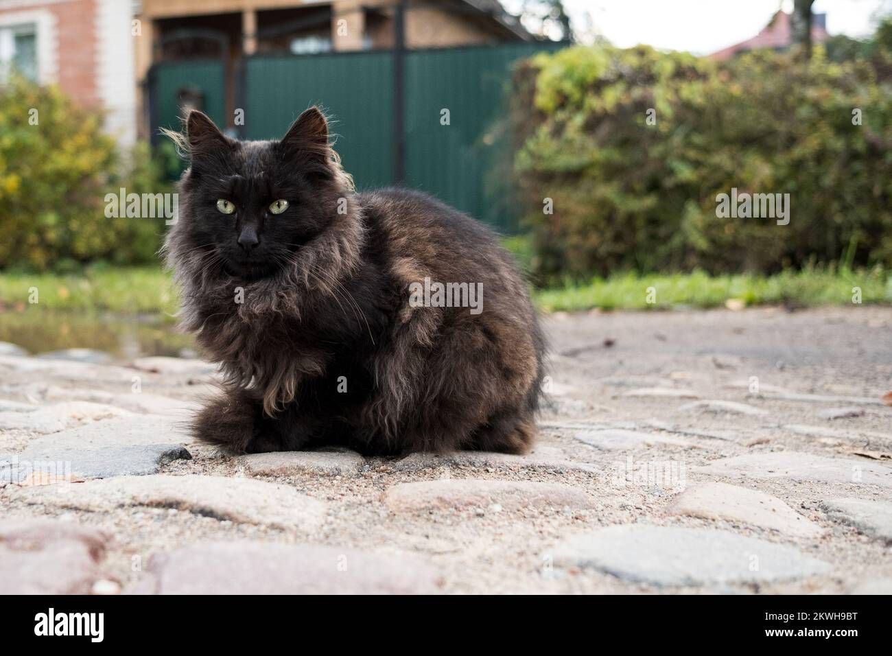 Pensive beautiful black cat with a long mustache sits on a cobblestone ...