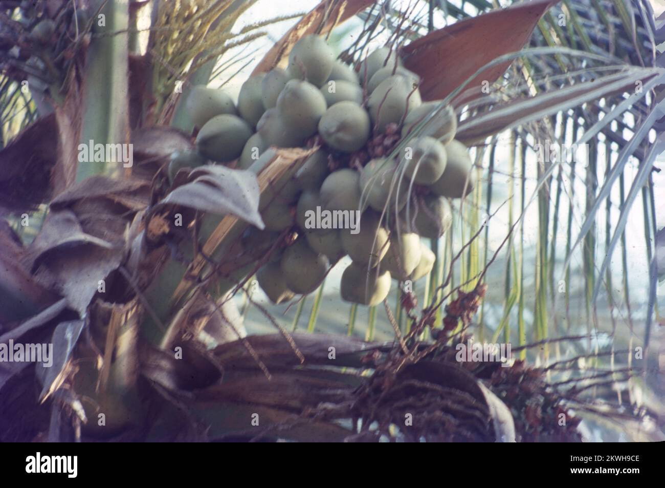 A coconut is the edible fruit of the coconut palm (Cocos nucifera), a ...