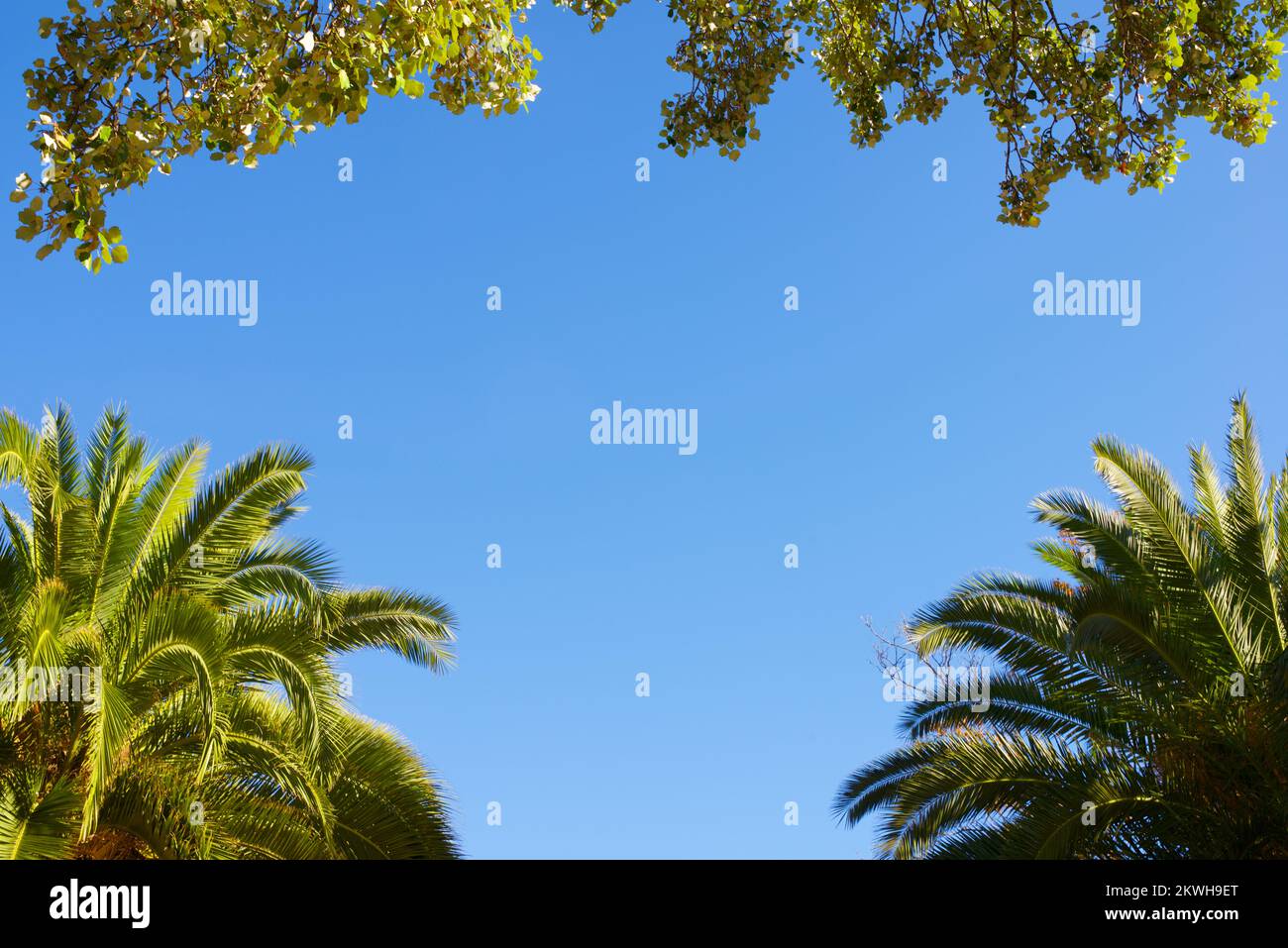 Trees in a park in Zaragoza city, Spain Stock Photo - Alamy