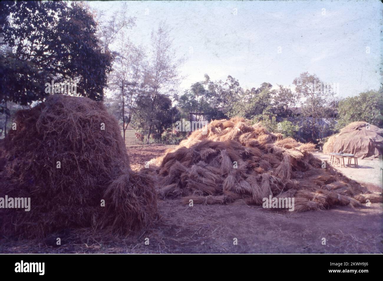 The process of removal of husk from the cotyledons is called dehusking ...