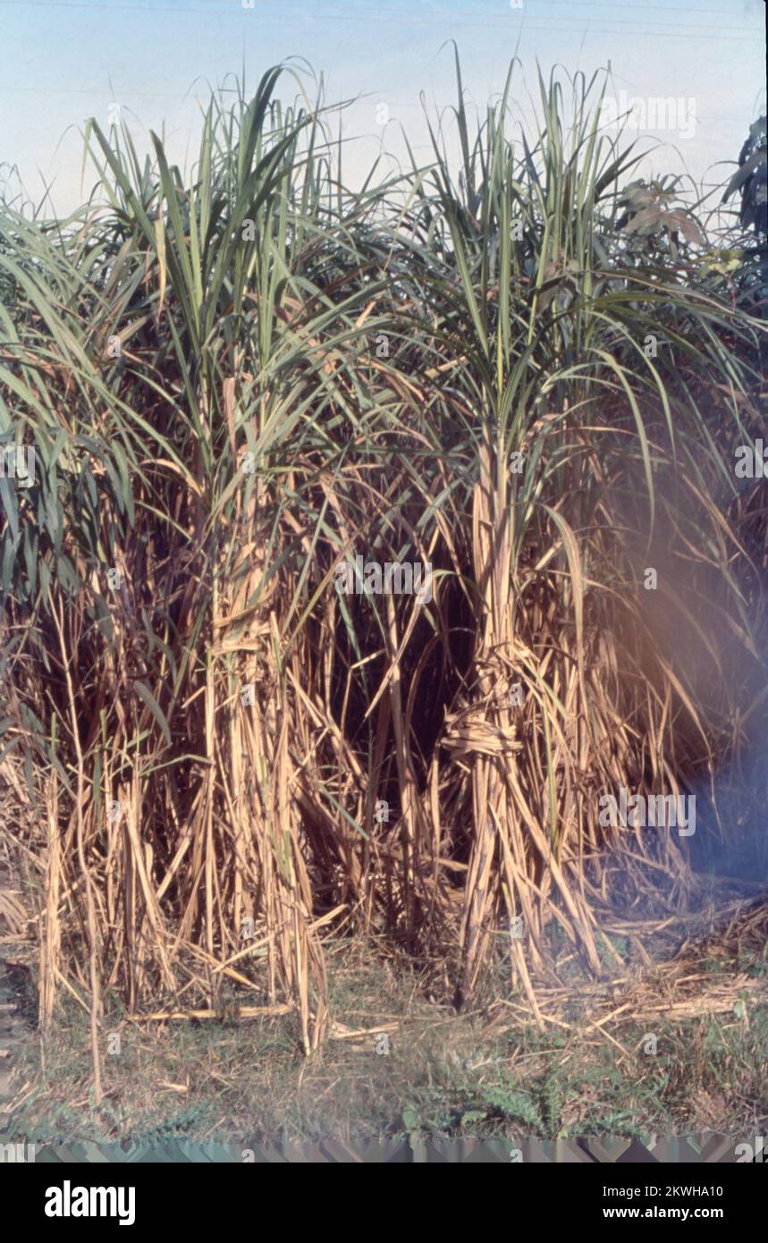 Sugarcane or sugar cane is a species of tall, perennial grass that is ...