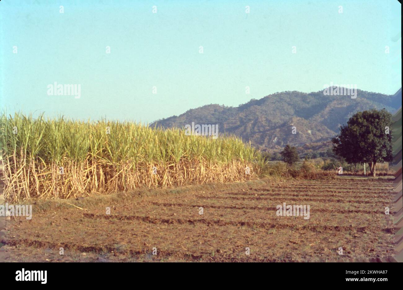 Sugarcane or sugar cane is a species of tall, perennial grass that is ...