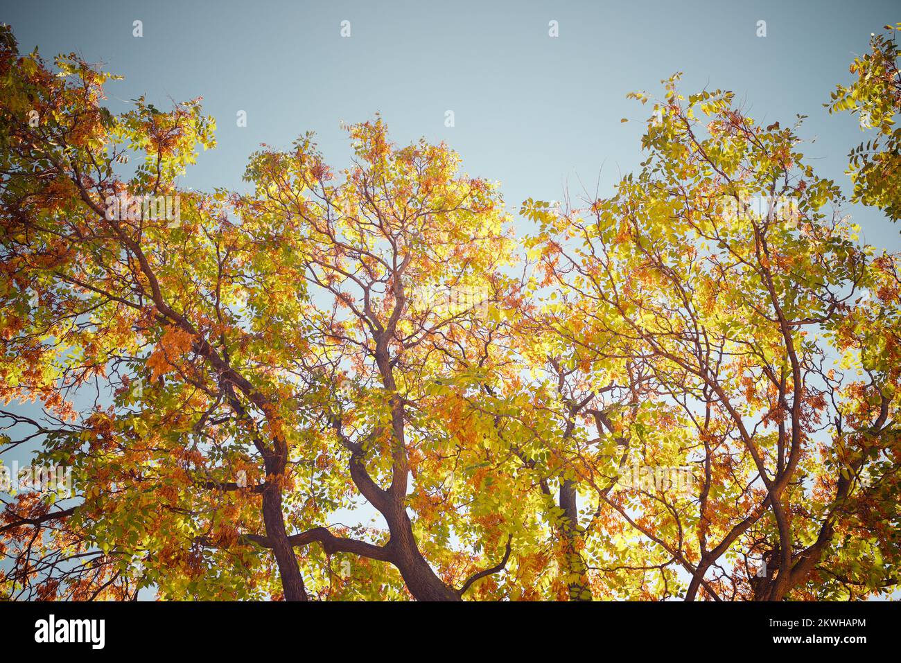 Trees in a park in Zaragoza city, Spain Stock Photo - Alamy