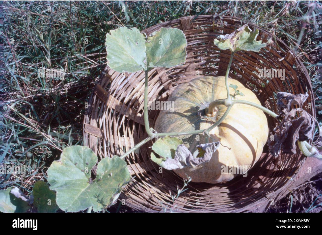 A pumpkin is a vernacular term for mature winter squash of species and ...