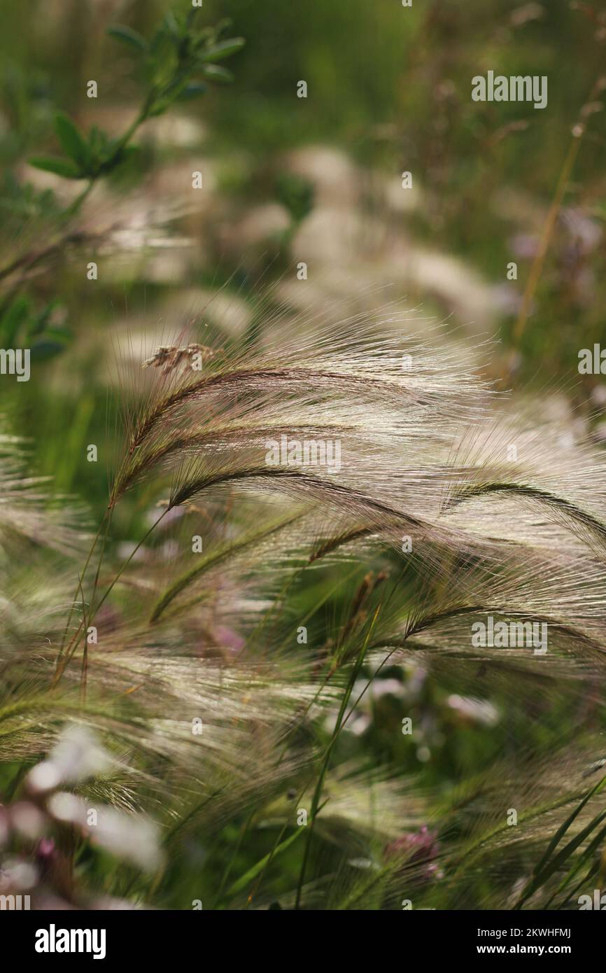 Wild grasses growing in the sunny summer meadow Stock Photo - Alamy