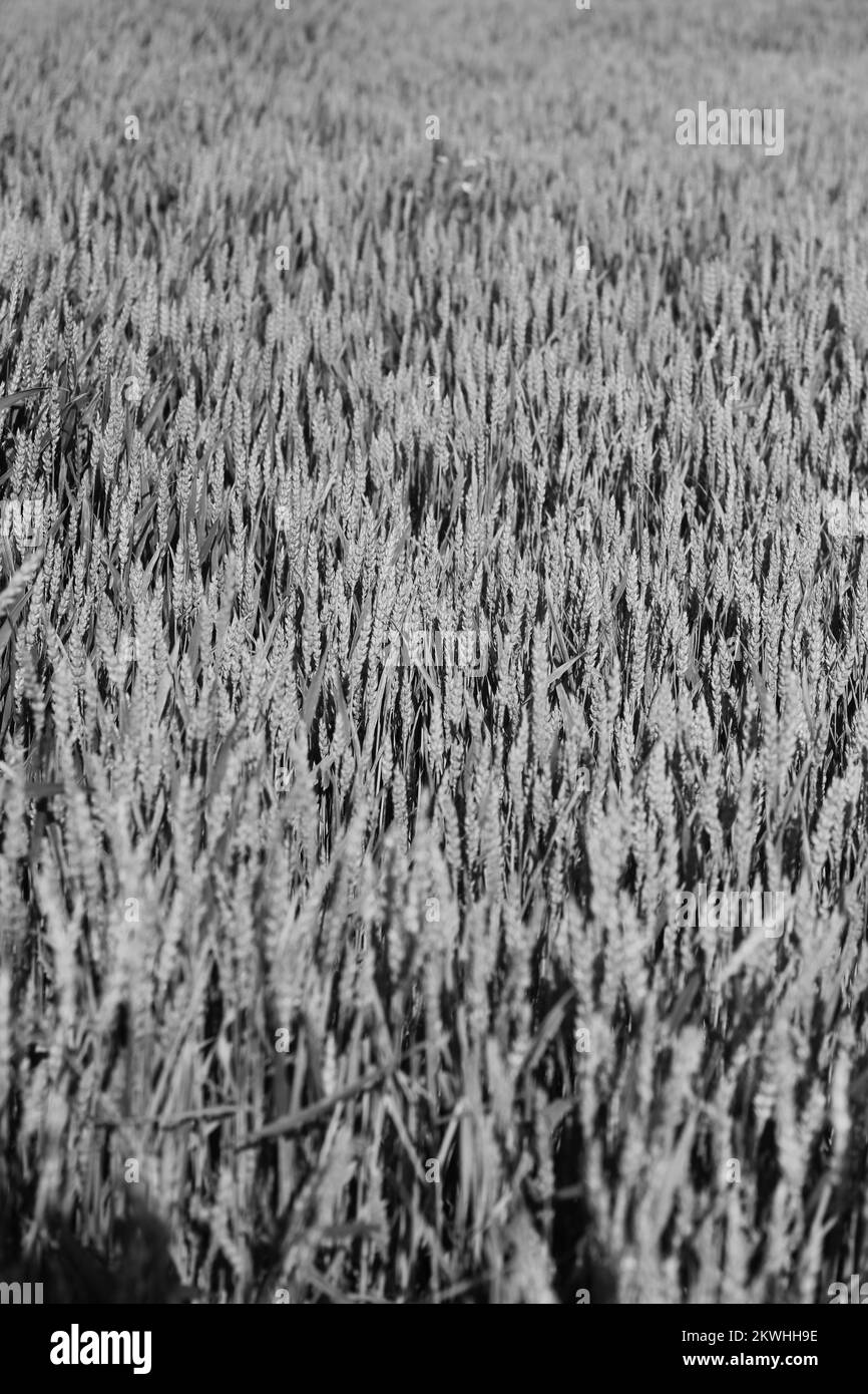 Full frame of an overgrown late summer wheat field in a black and white ...