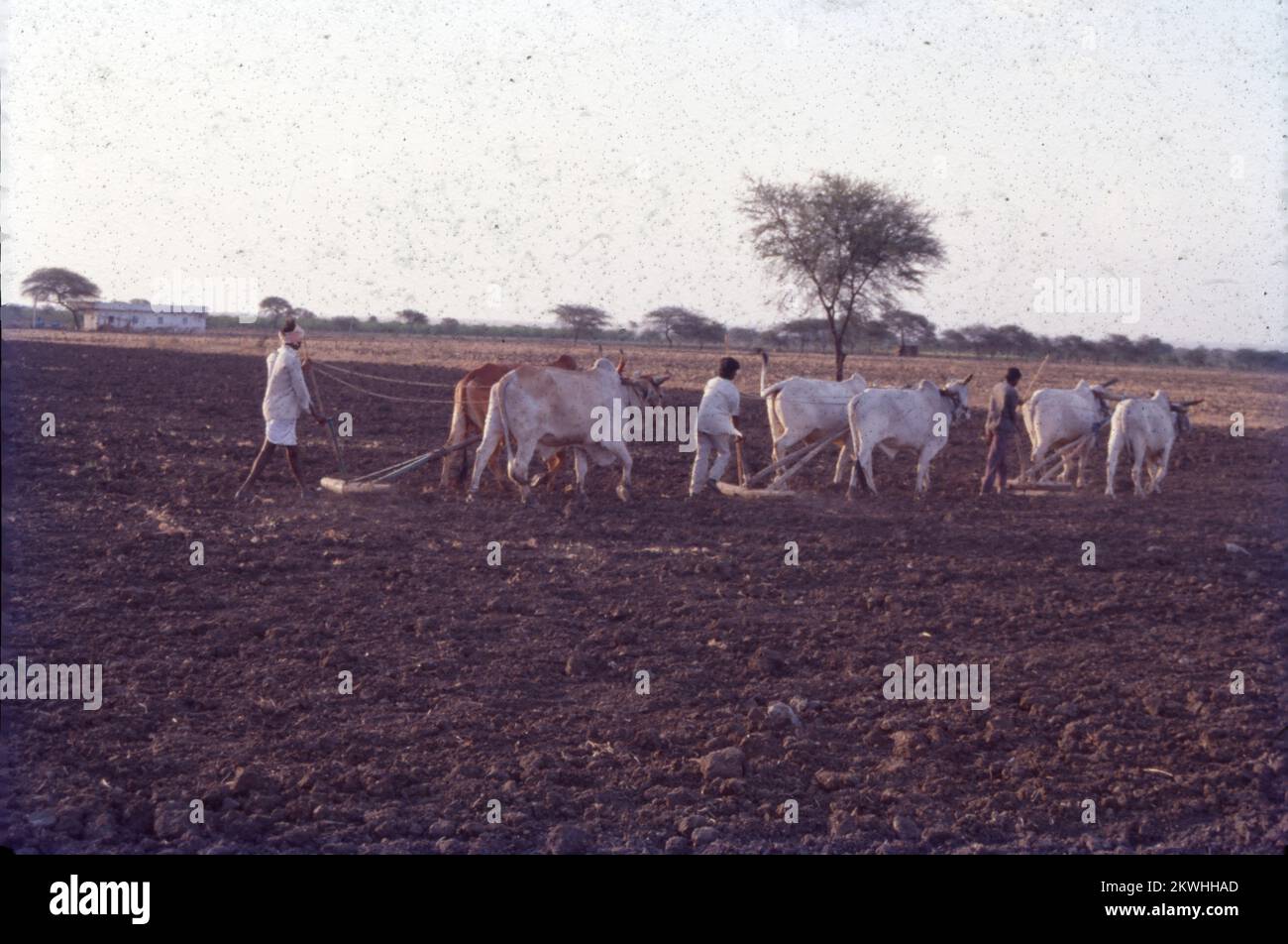 3 pairs of bullocks ploughing hi-res stock photography and images - Alamy
