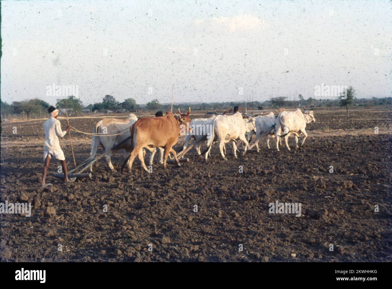 Traditionally farmers use bullock to plough the field using animals ...