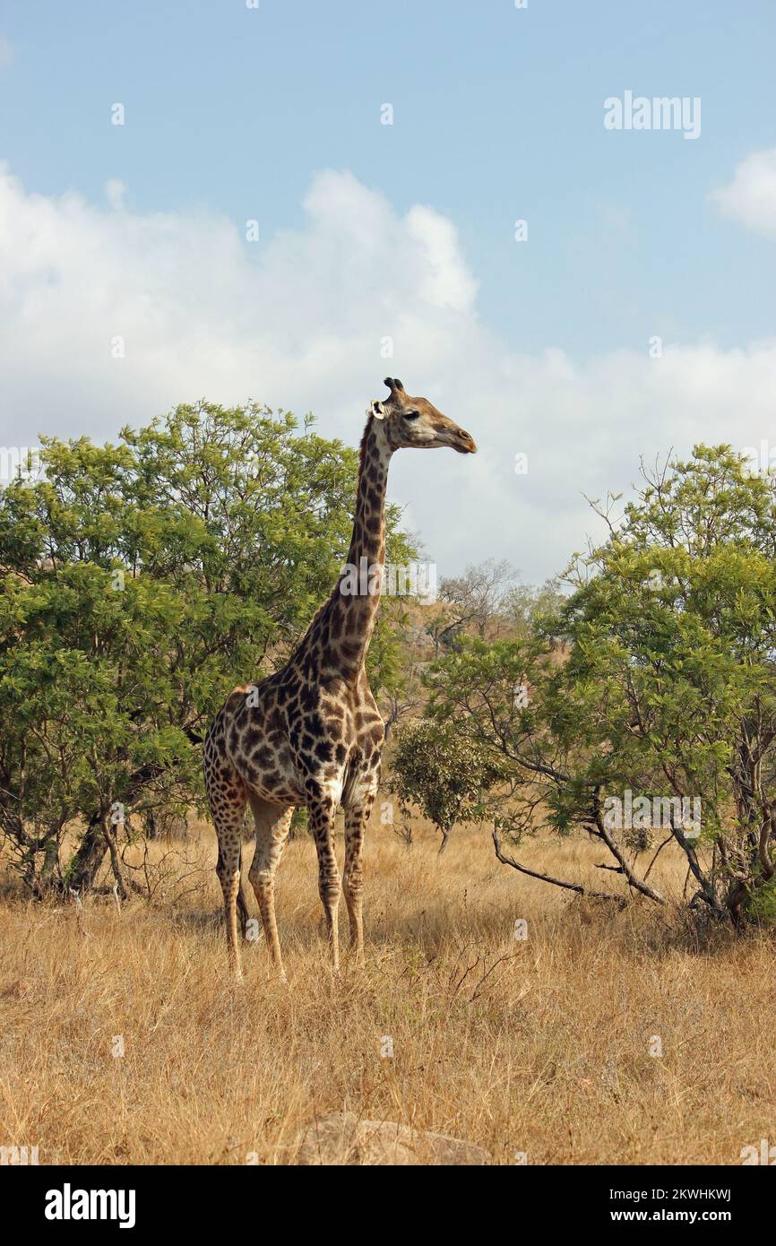 Mammal patchwork pattern hi-res stock photography and images - Alamy