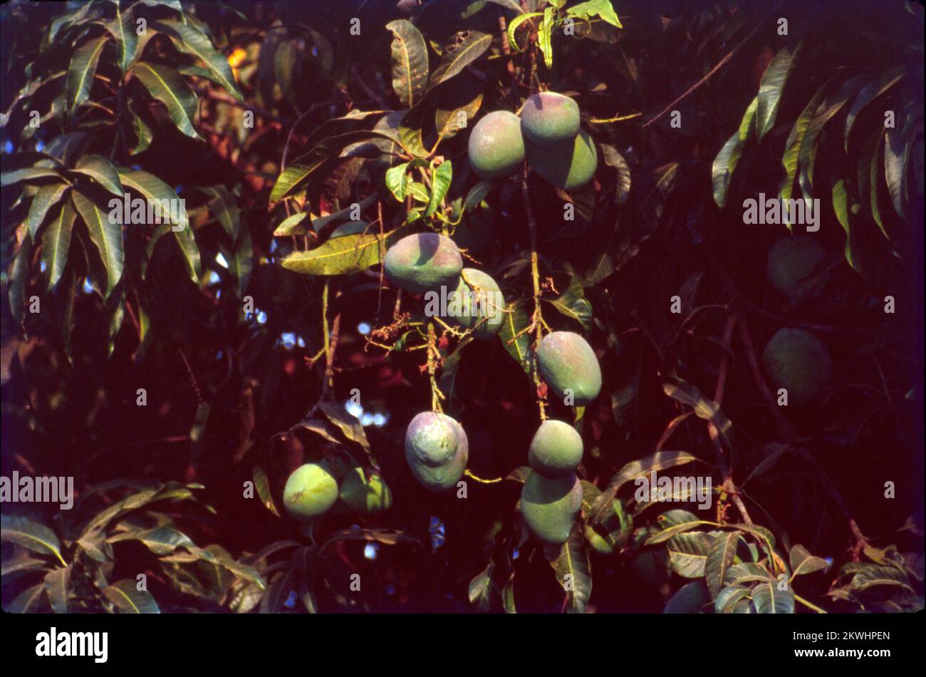 Mangifera indica, commonly known as mango, is a species of flowering ...