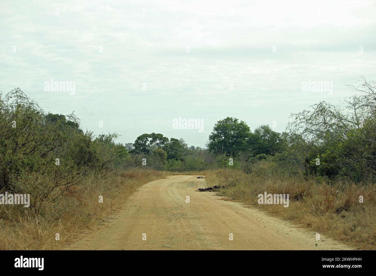 Color image of winding safari road in Kruger National Park in South ...