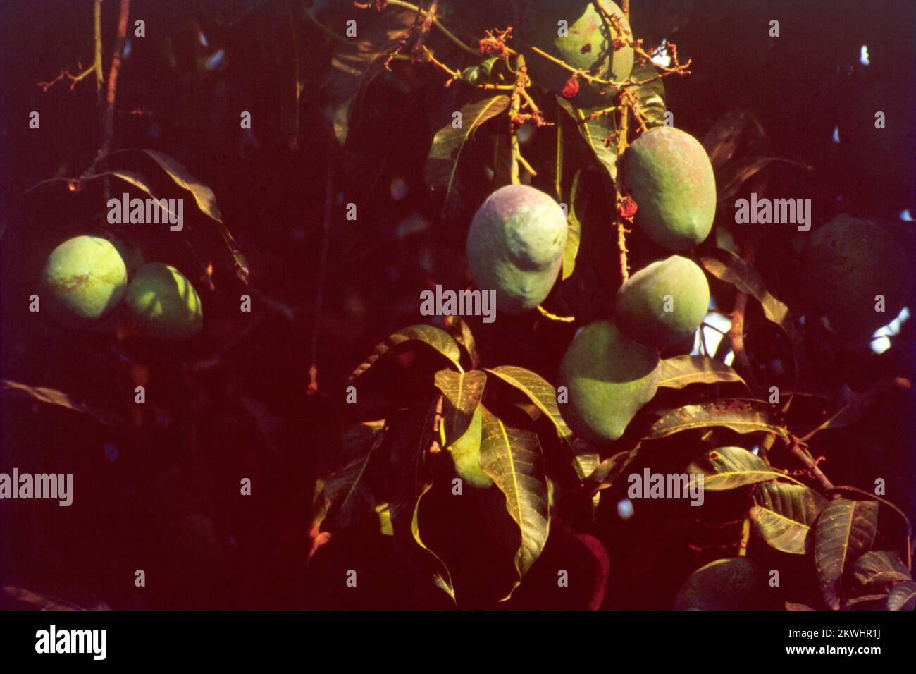 Mangifera indica, commonly known as mango, is a species of flowering ...