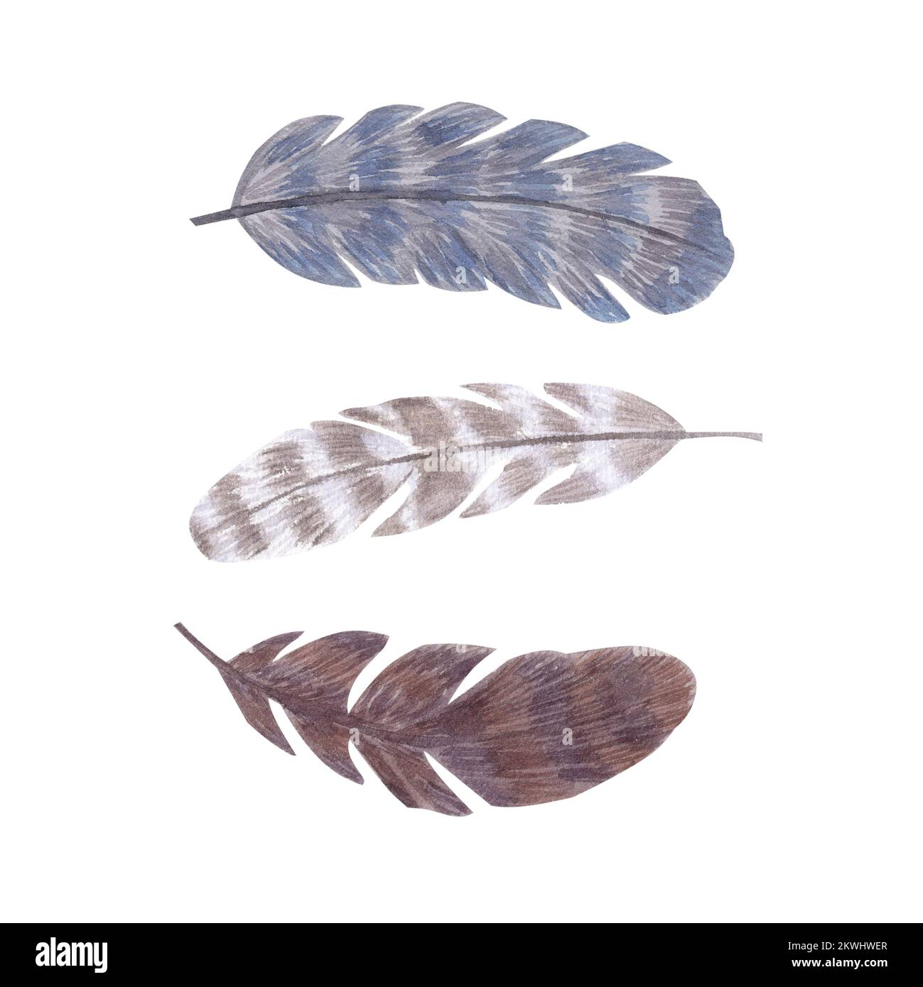 Watercolor bird feathers on white background. Easter print. Hand drawn ...