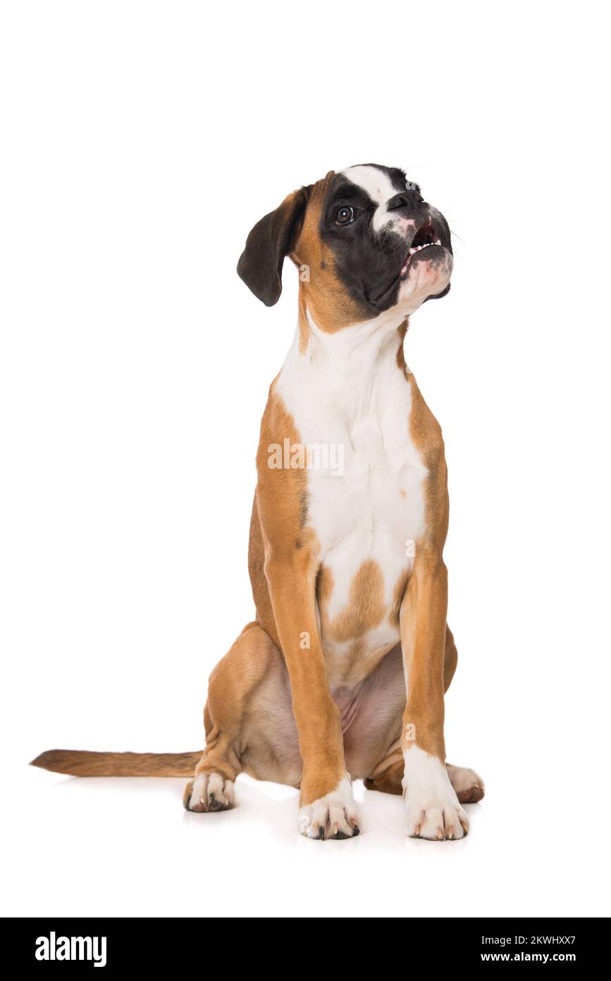 Six months old boxer dog sitting isolated on white background Stock ...