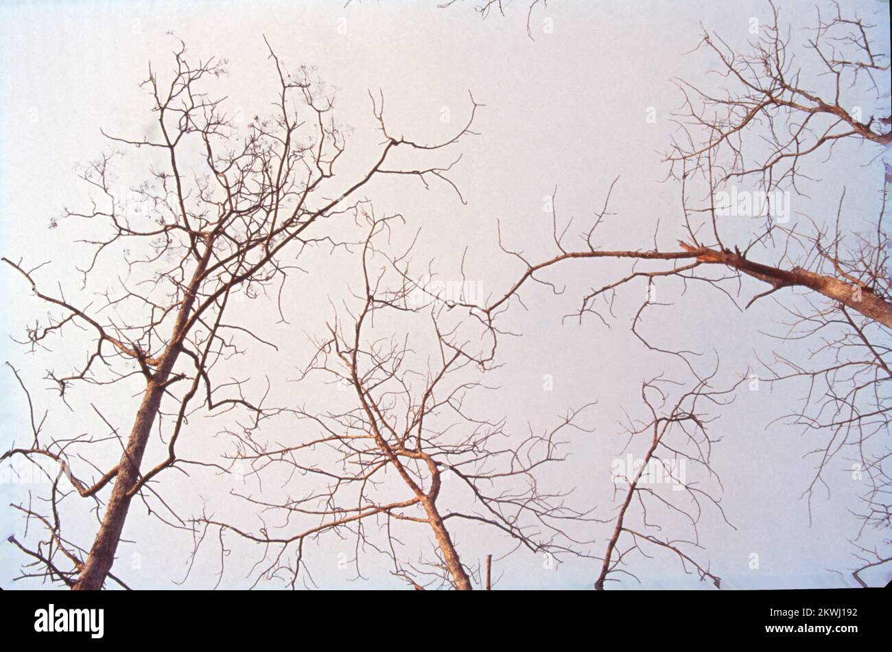 Teak is a tropical hardwood tree species in the family Lamiaceae. It is ...