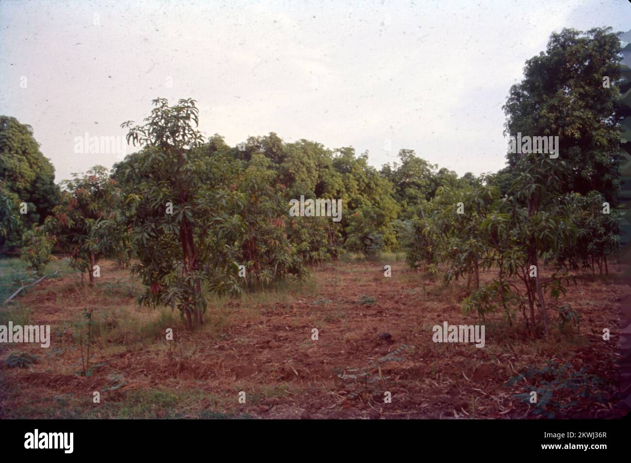 Mangifera indica, commonly known as mango, is a species of flowering ...